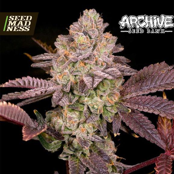 Moon Glow Regular Seeds | Archive Seedbank Strain