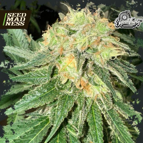 Toad Venom Auto Feminised Seeds | Eleven Thirty Genetics Strain